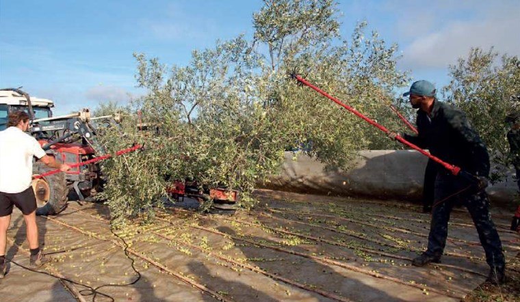 RECOLTE D’OLIVE : C’ EST PARTI ! - Cavale - Votre Coopérative à Limoux