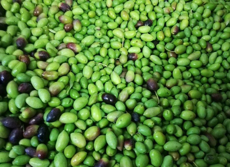 La Campagne de Collecte des Olives débute le 28 Octobre au Moulin du ...